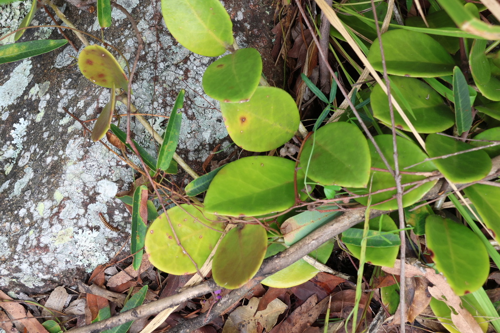 native hoya from Barney View QLD 4287, Australia on November 29, 2023 ...