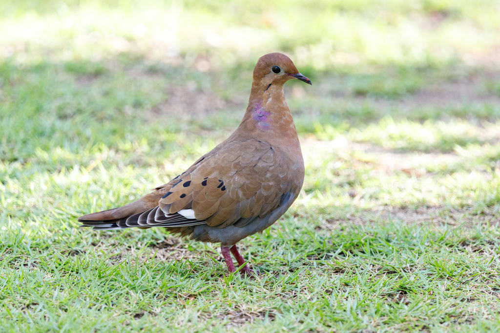 Caribbean Zenaida Dove (Zenaida aurita zenaida) - Avian Discovery