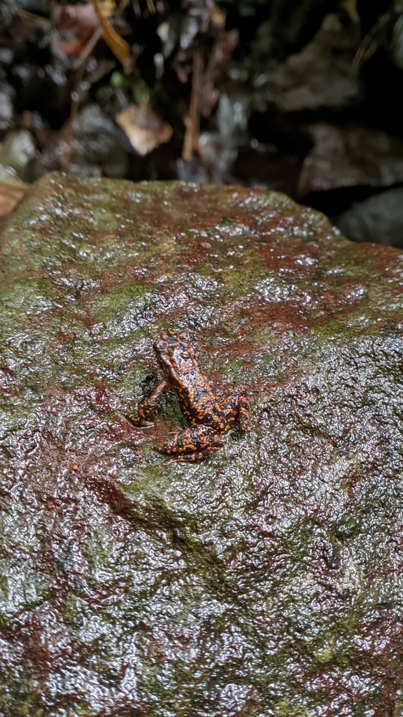 Bleeding Toad in November 2023 by raulall · iNaturalist