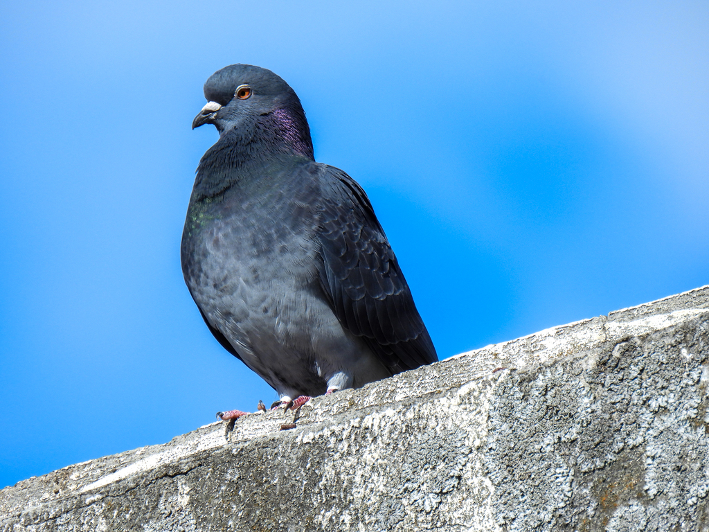 Feral Pigeon from Takatsu Ward, Kawasaki, Kanagawa, Japan on December 1 ...
