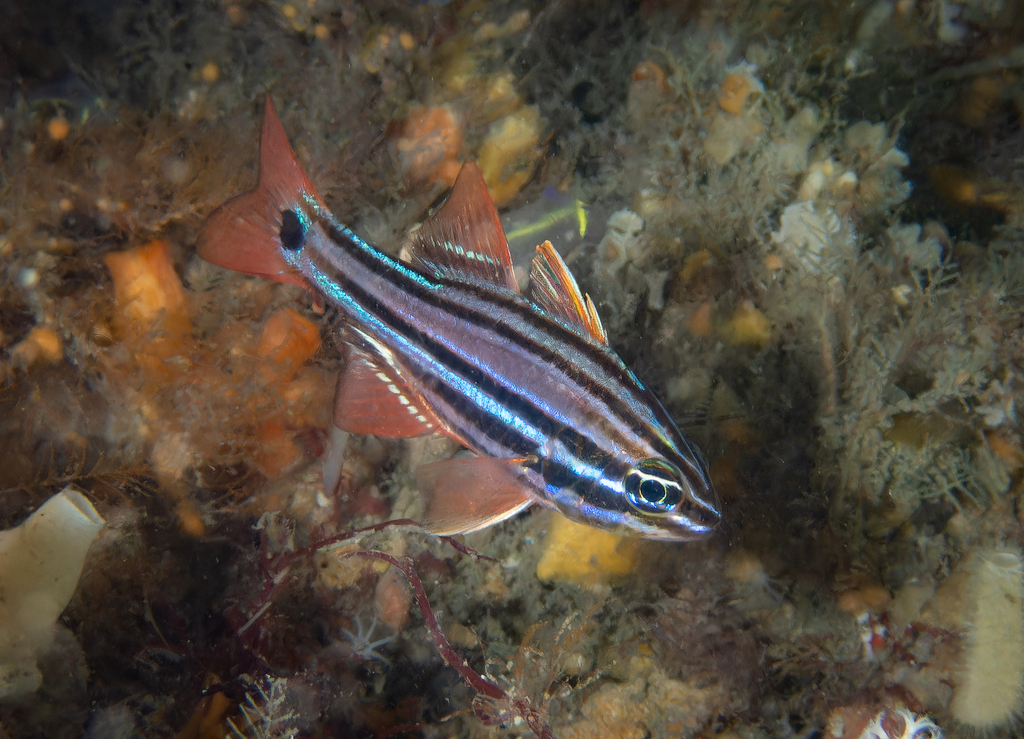 Sydney Cardinalfish from Fly Point, Nelson Bay NSW 2315, Australia on ...