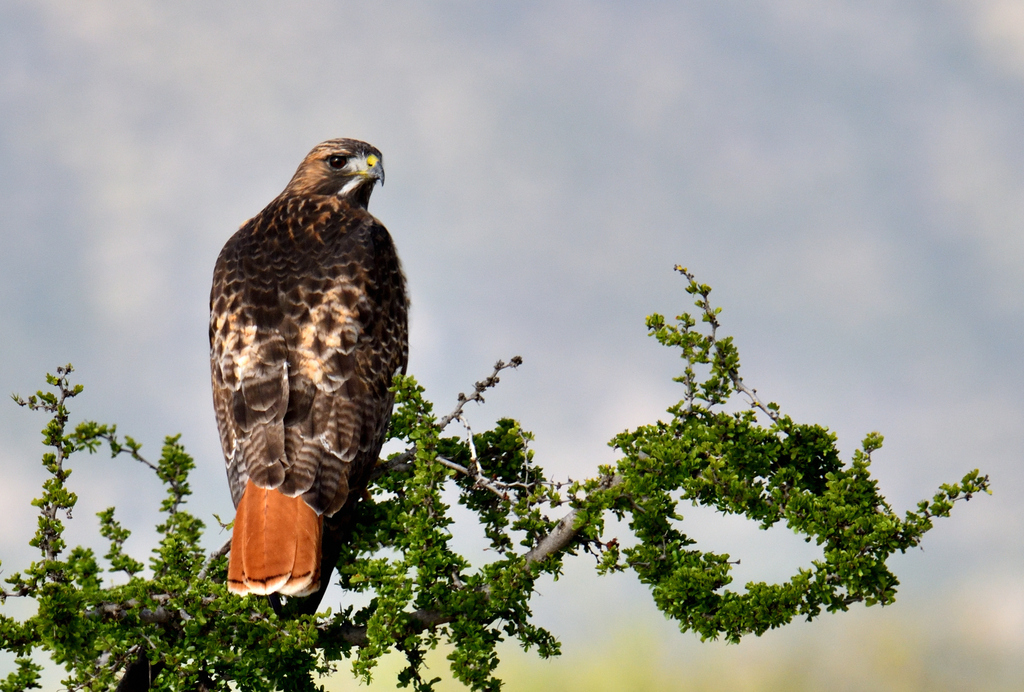 Red-tailed Hawk from Bustamante, N.L., México on November 30, 2023 at ...