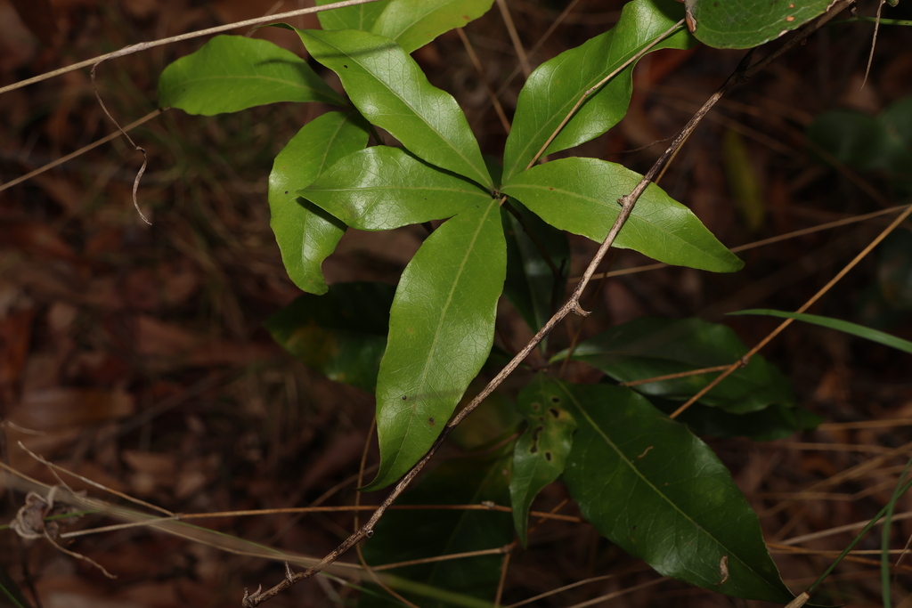 Orange Boxwood from Barney View QLD 4287, Australia on November 29 ...