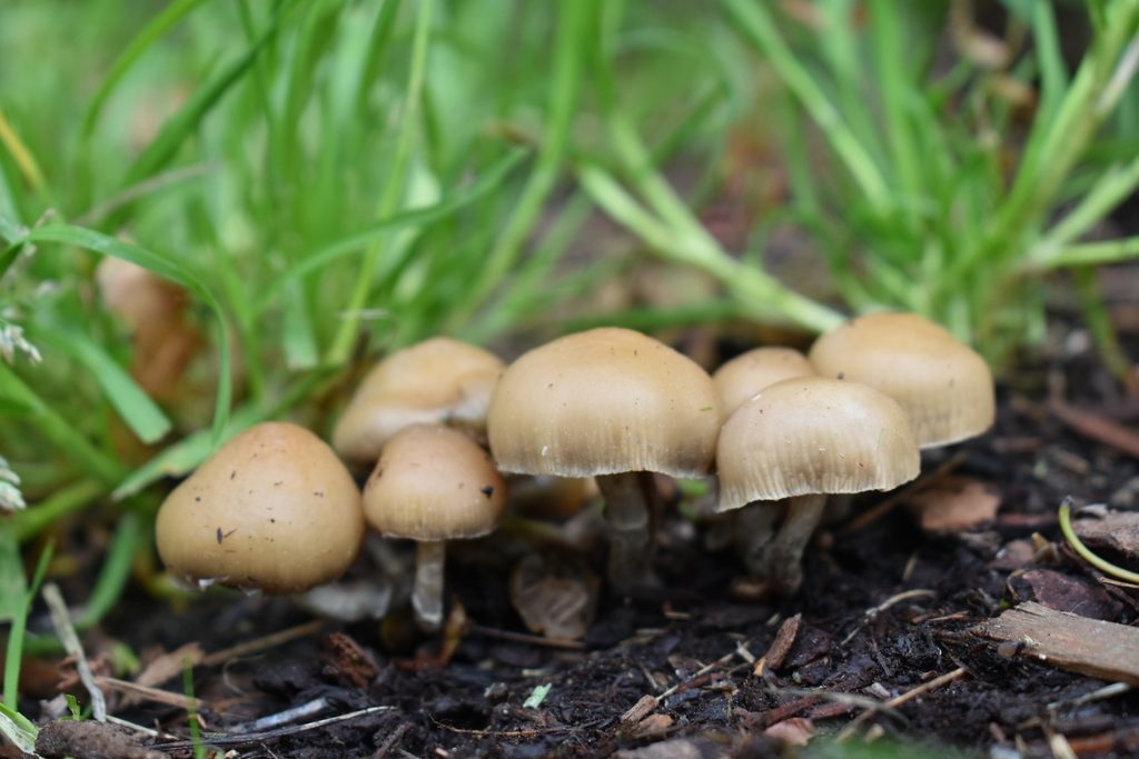 Psychedelic Ovoid Mushroom in May 2019 by James Conway · iNaturalist