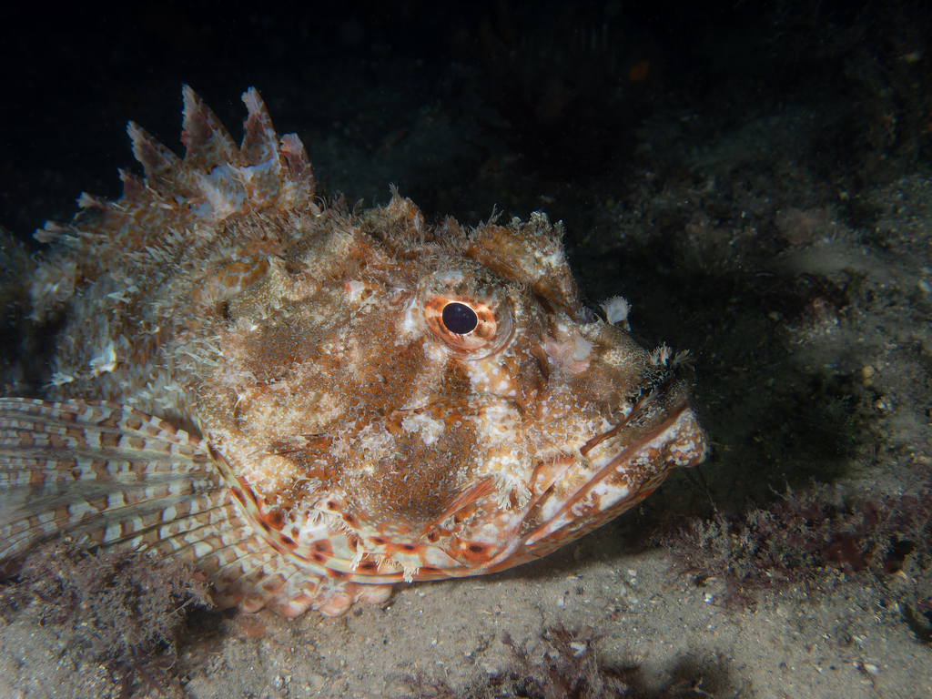 Eastern Red Scorpionfish from Fly Point, Nelson Bay NSW 2315, Australia ...
