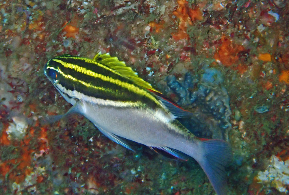 Bridled Monocle Bream from Sunshine Coast QLD, Australia on November 30 ...