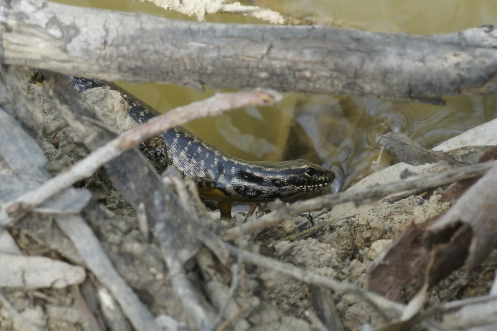 Water Skinks from Mathoura NSW 2710, Australia on November 23, 2023 at ...