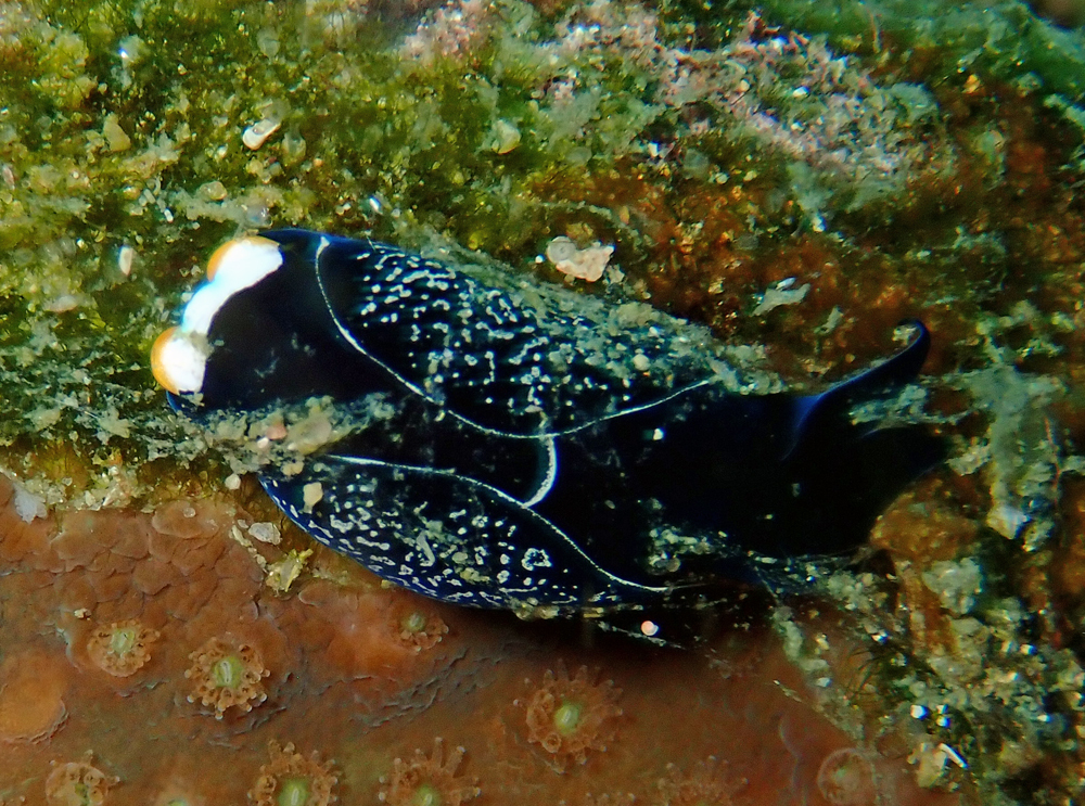 Headband Headshield Slug from Sunshine Coast QLD, Australia on November ...