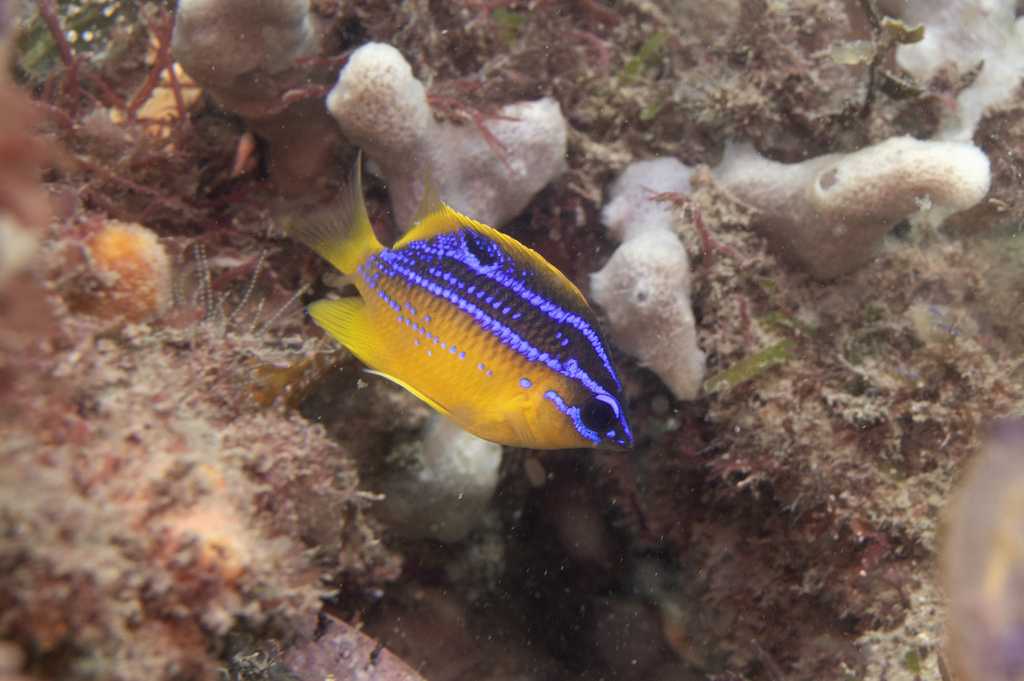 Immaculate Damsel from Port Stephens NSW 2319, Australia on December 1 ...
