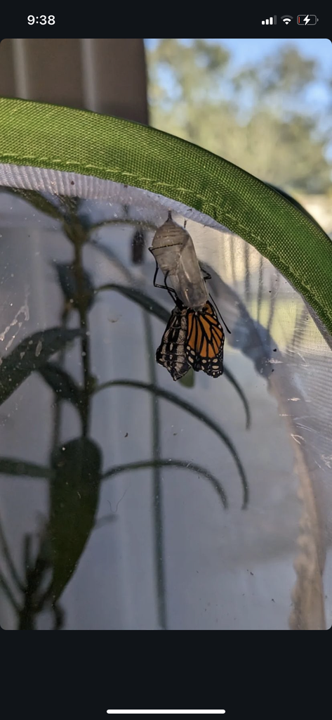 Monarch from Gainesville, FL, USA on November 21, 2023 at 08:42 AM by ...
