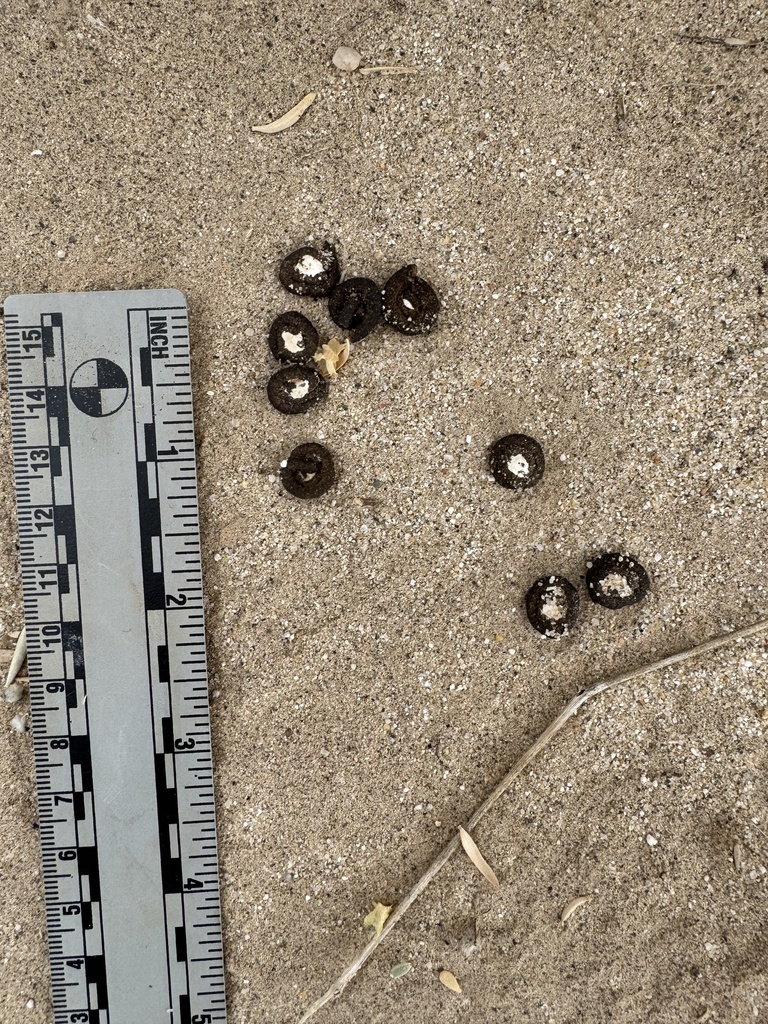 Mourning Dove from Ocotillo Wells SVRA, Borrego Springs, CA, US on ...