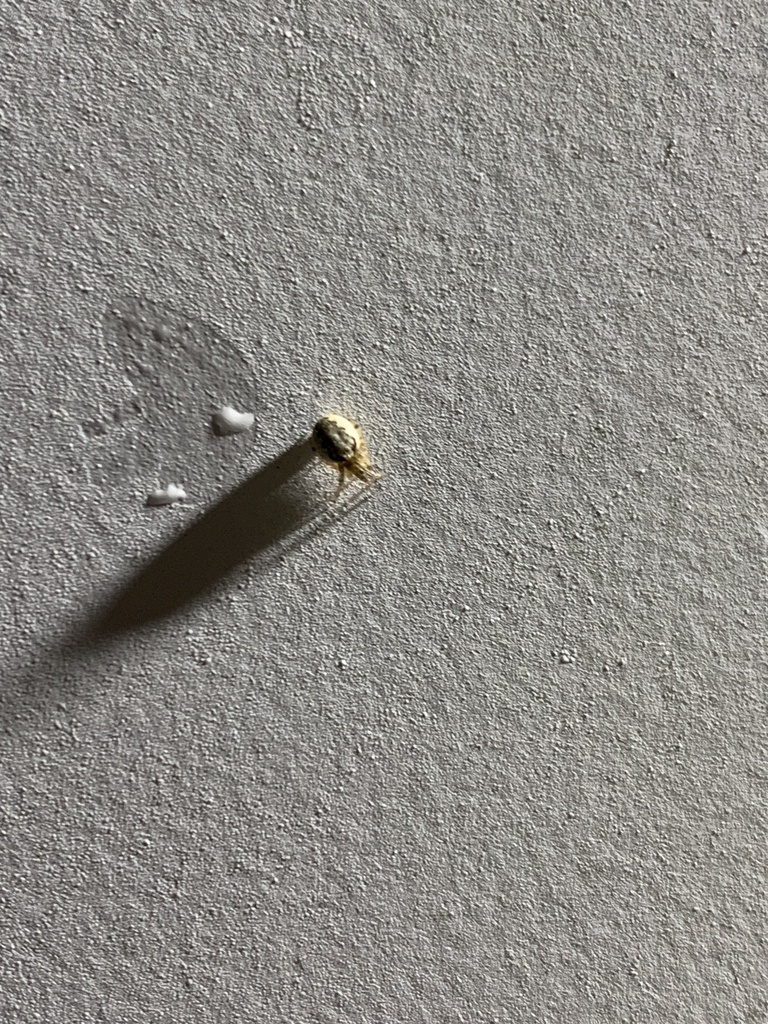 Arthropods from Gainesville, FL, USA on November 18, 2023 at 11:56 PM ...