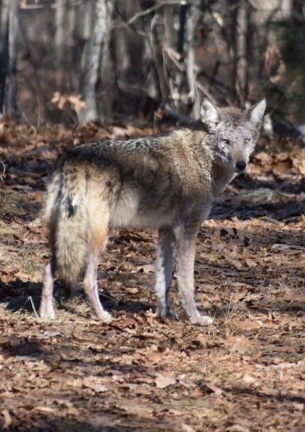 Coyote from Middlesex Fells Reservation, Melrose, MA, US on November 30 ...
