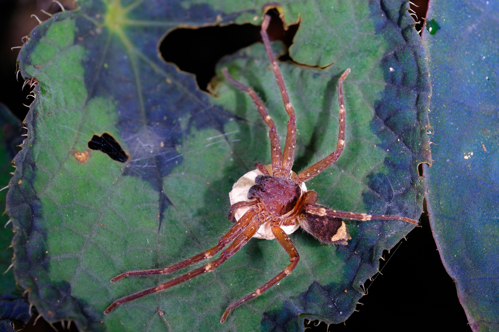 Pseudopoda from 中国云南省西双版纳傣族自治州景洪市 on November 11, 2023 at 09:24 PM by 帕 ...