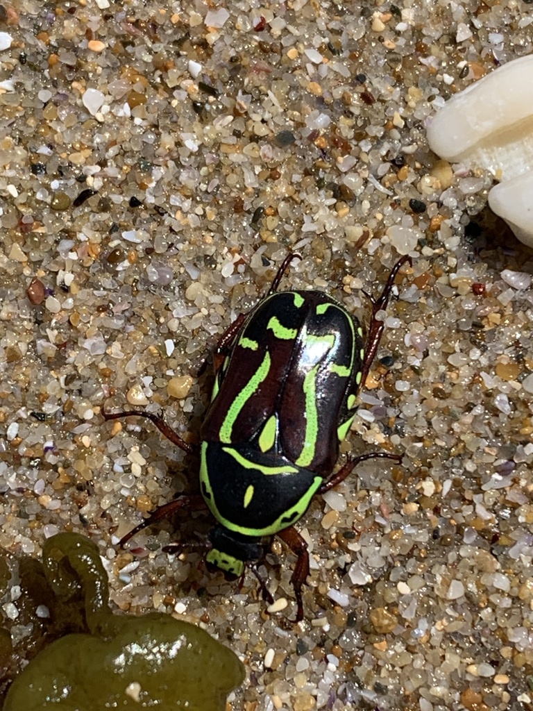 Fiddler Beetle from South Pacific Ocean, Barcoongere, NSW, AU on ...