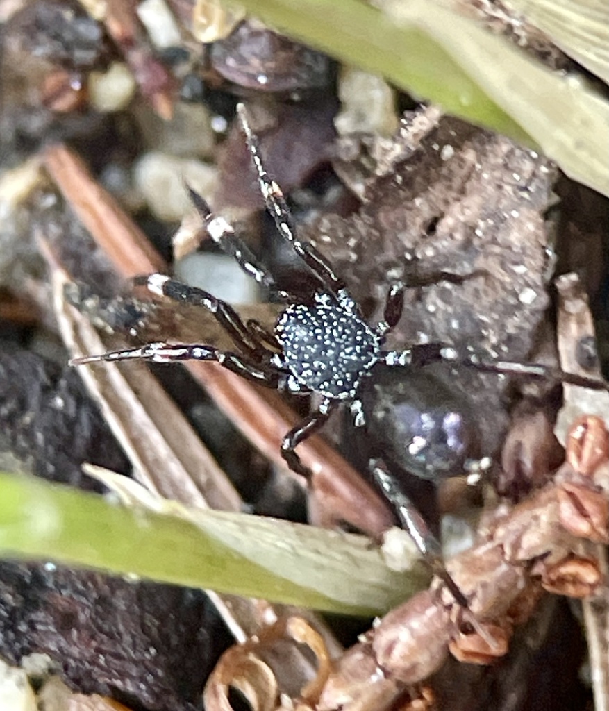 Ground Spiders from Boundary Tk E, Frankston South, VIC, AU on December ...