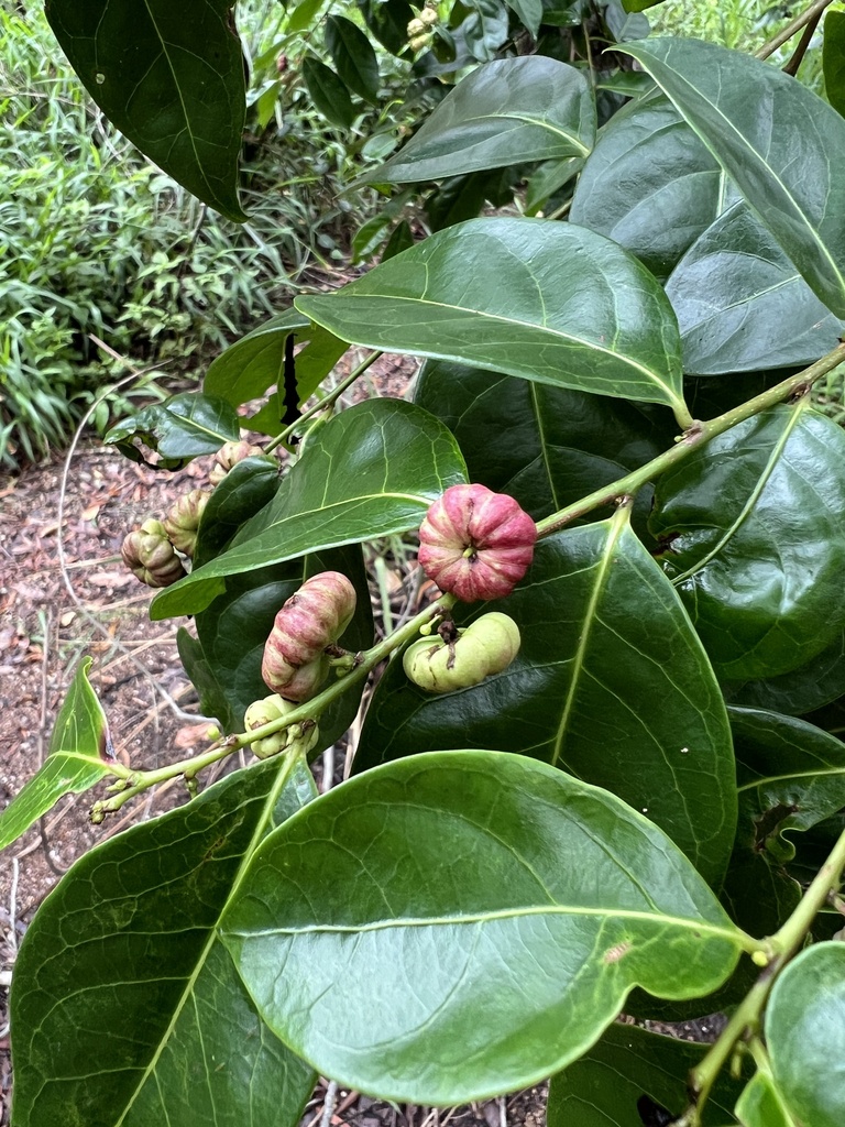 Cheese Tree from Reservoir Break, Enoggera Reservoir, QLD, AU on ...