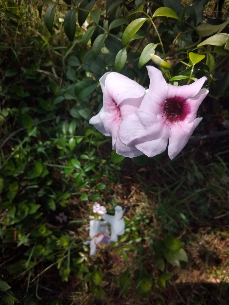 Bower Plant from Beaumont Hills NSW 2155, Australia on December 1, 2023 ...