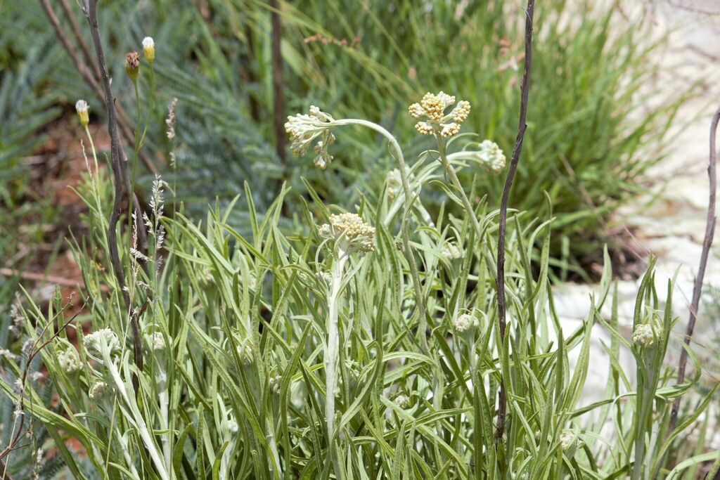 Pale Everlasting from Carletonville, 2499, South Africa on November 30 ...