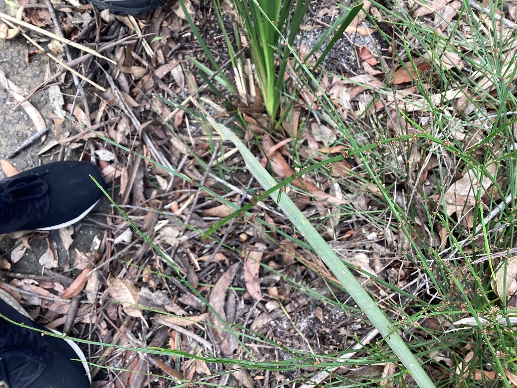 flowering plants from Mount Keira NSW 2500, Australia on December 1 ...