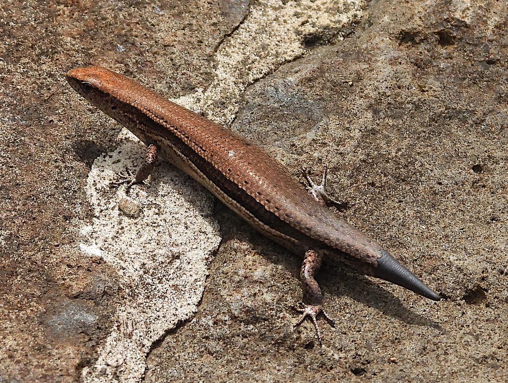Delicate Garden Skink from Mount Glorious QLD 4520, Australia on ...