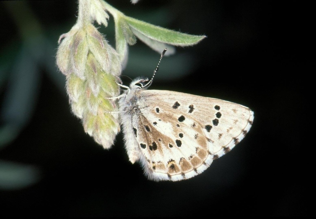 Arrowhead Blue from Jackson, WY, US on July 6, 2000 at 12:12 PM by ...