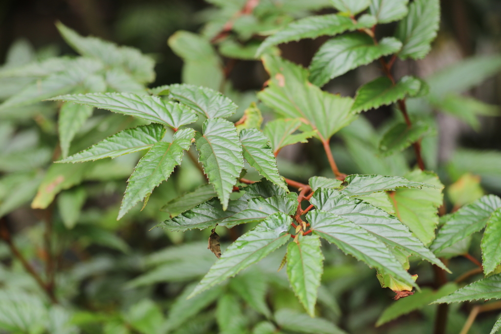 Begonia longifolia from Xishuangbanna Dai, Yunnan, China on November 23 ...