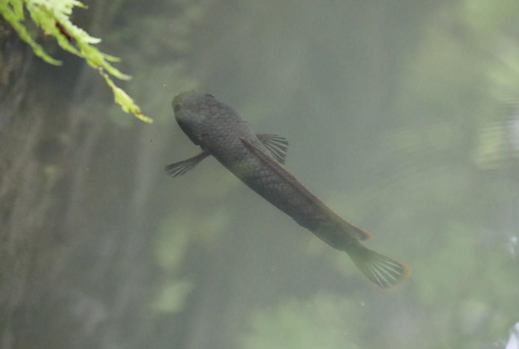Dwarf Snakehead from Xishuangbanna Dai, Yunnan, China on November 23 ...