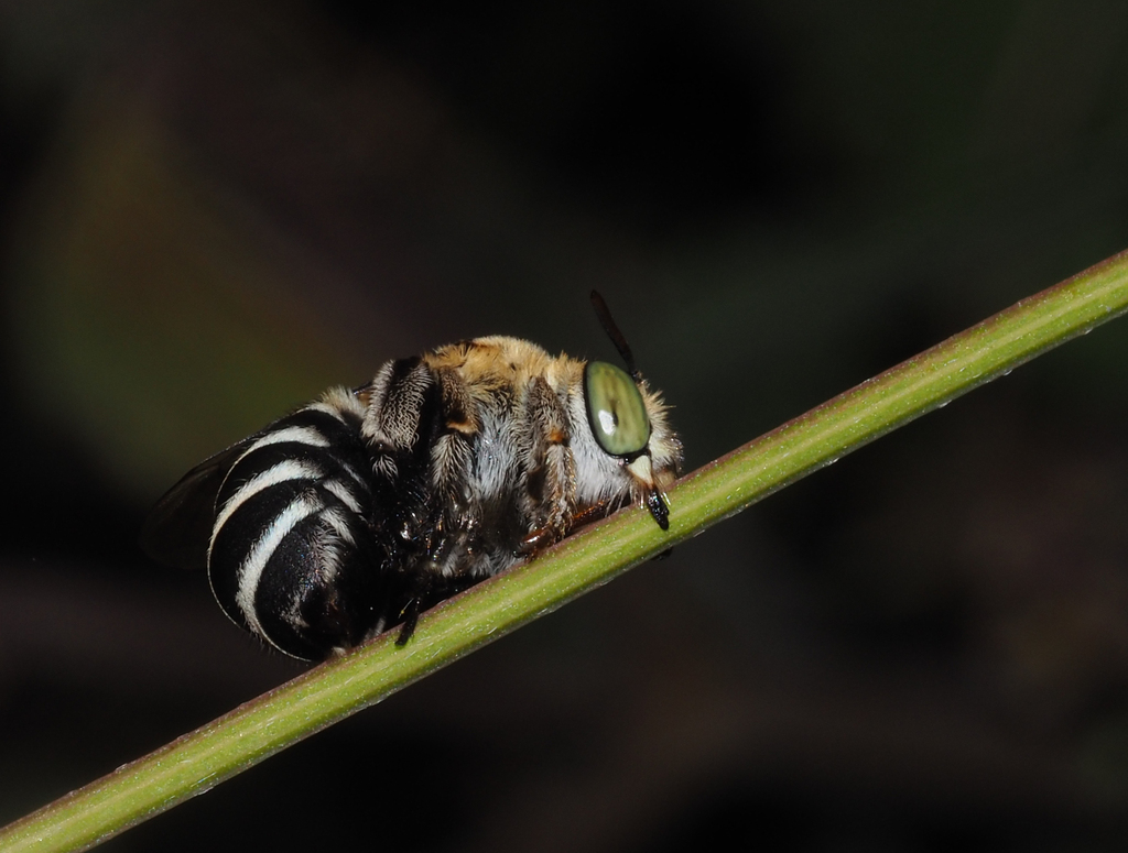 Amegilla asserta in November 2023 by Linda Rogan EntSocVic. Likely ...