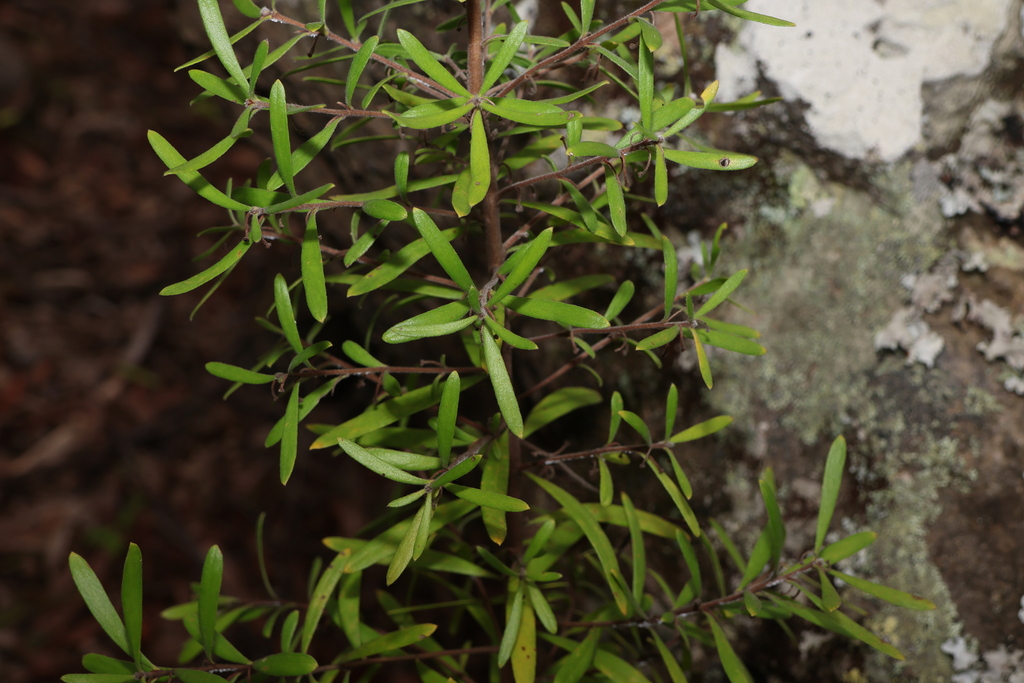 silky geebung from Barney View QLD 4287, Australia on November 29, 2023 ...