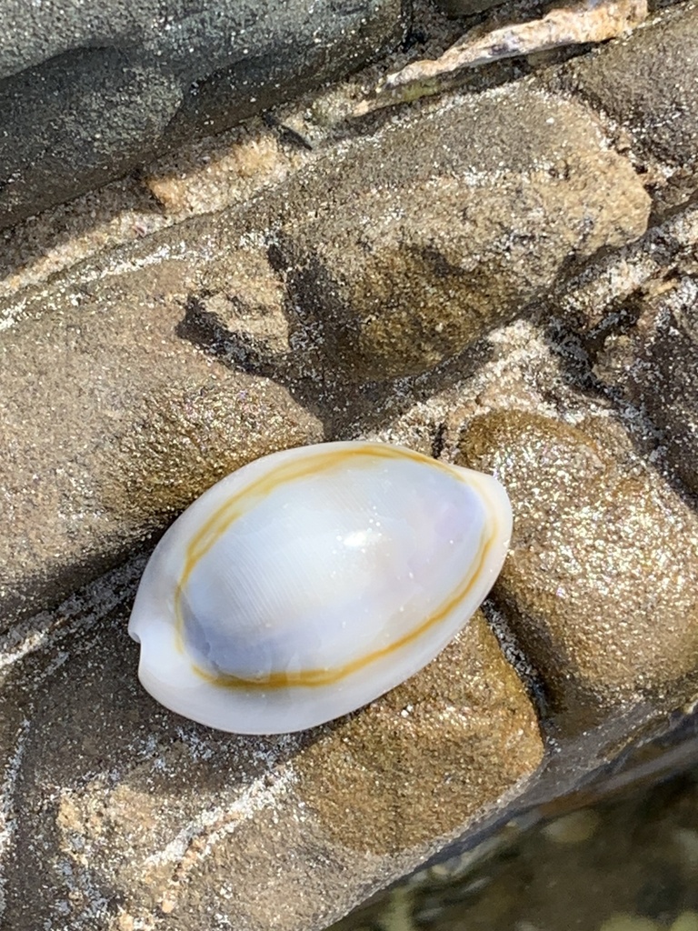 Gold Ring Cowry from Yuraygir National Park, Barcoongere, NSW, AU on ...
