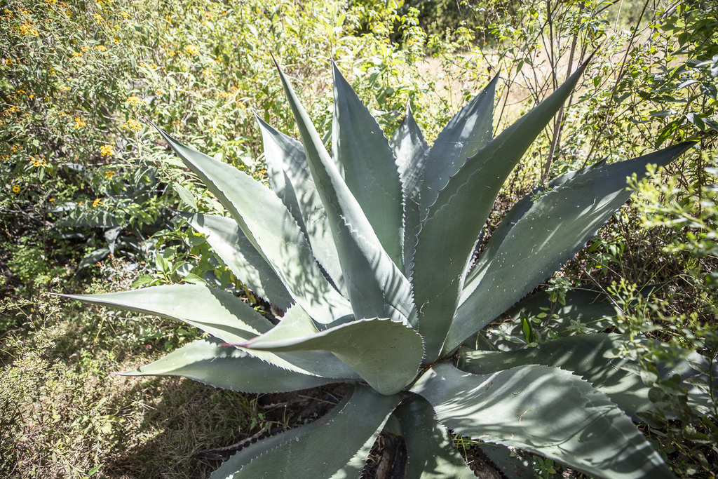 Pulque agave from Santiago Apoala, Oax., Mexico on November 4, 2023 at ...