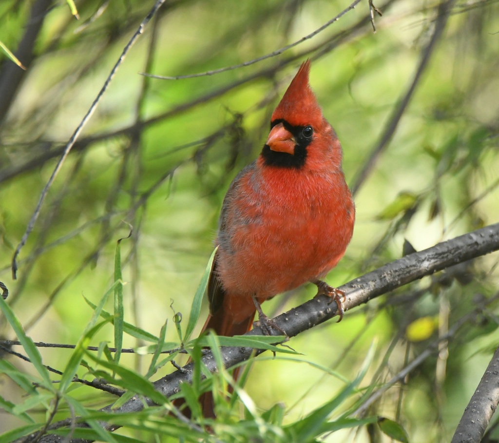 Northern Cardinal from Linares, N.L., México on November 25, 2023 at 04 ...