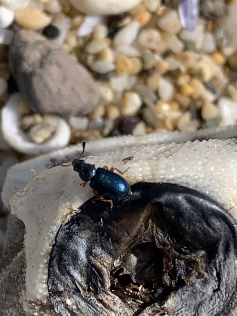 Redlegged Ham Beetle from Yuraygir National Park, Barcoongere, NSW, AU ...