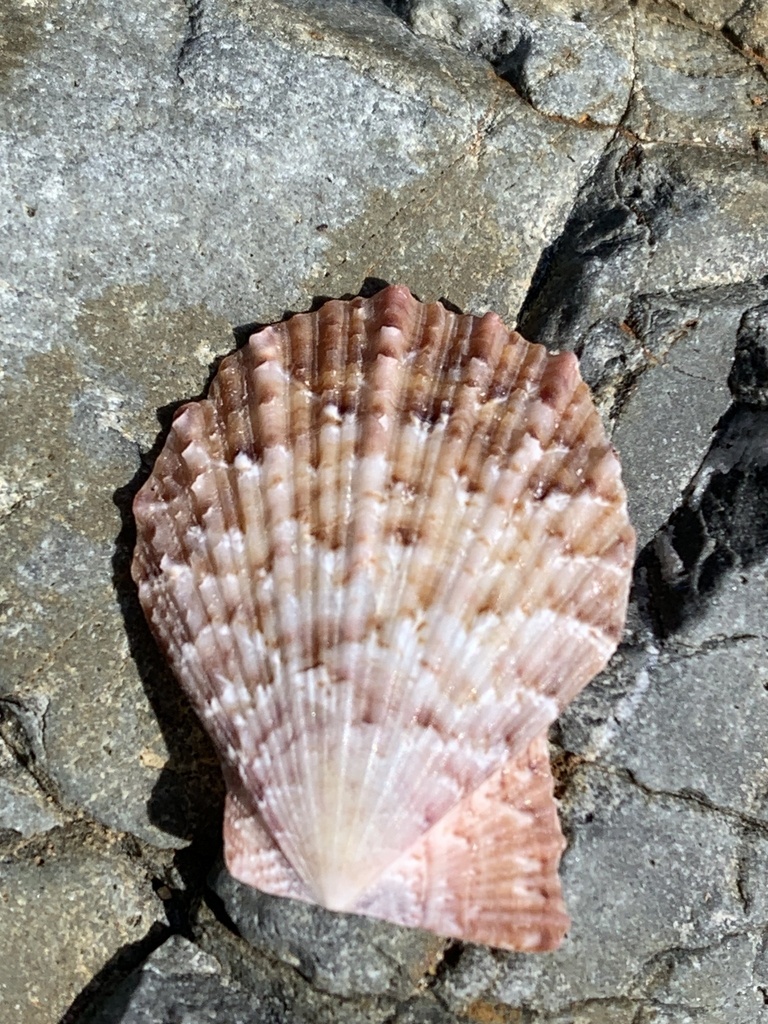 Livid Fan Scallop from Yuraygir National Park, Barcoongere, NSW, AU on ...