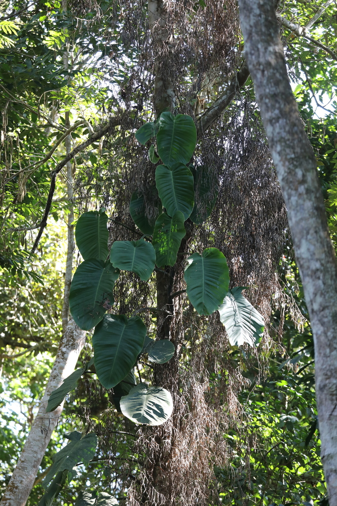 Rhaphidophora megaphylla from 中国云南省西双版纳傣族自治州勐腊县 on November 23, 2023 at ...