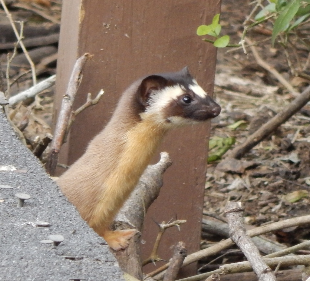 Long-tailed Weasel from Laguna Atascosa National Wildlife Refuge, Los ...