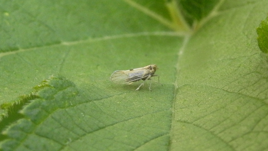 White-backed Planthopper from Dalian, CN-LN, CN on August 20, 2023 at ...