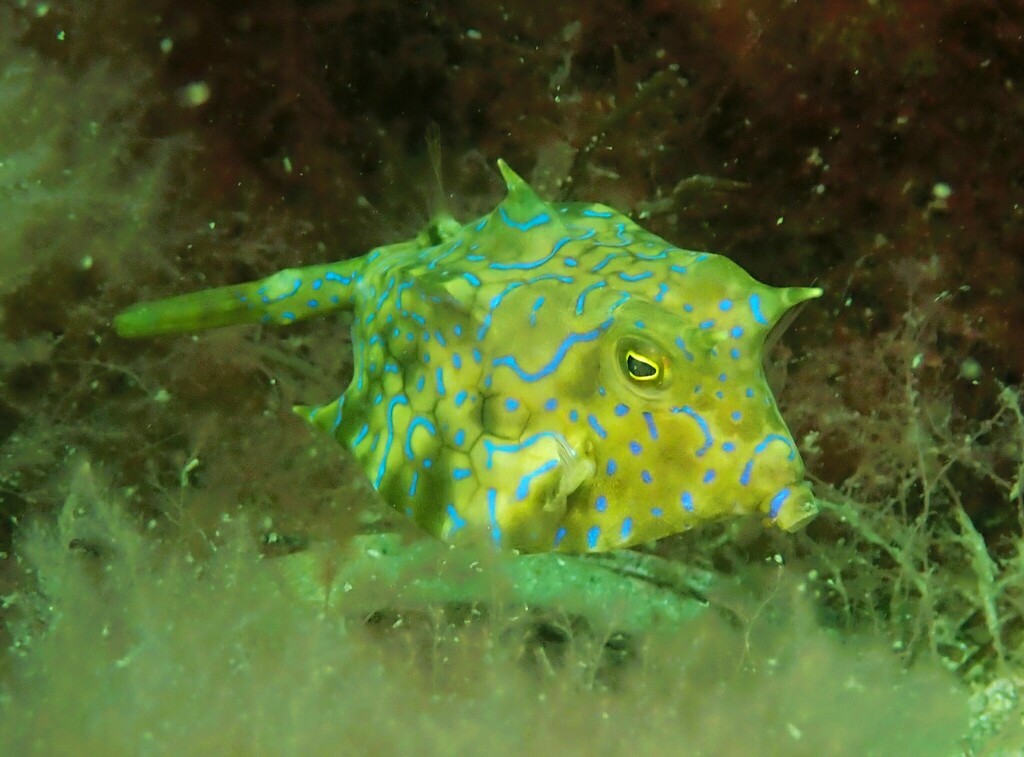Thornback Cowfish from Port Stephens NSW 2319, Australia on October 21 ...