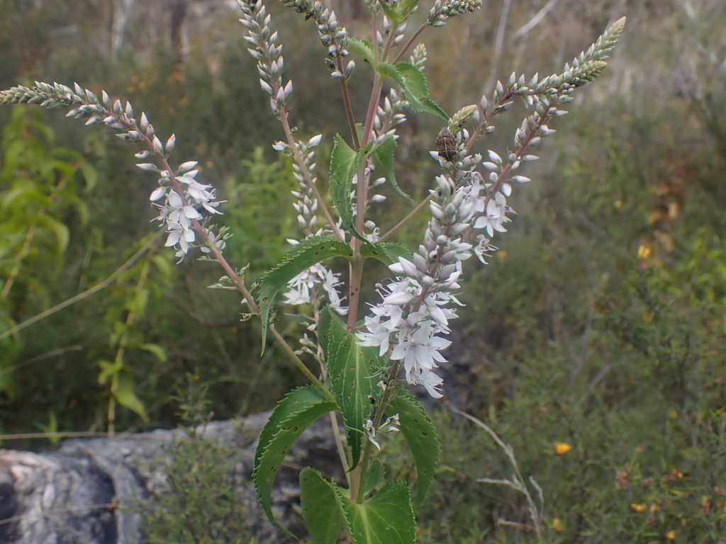 derwent speedwell from Wilsons Valley NSW, Australia on November 22 ...