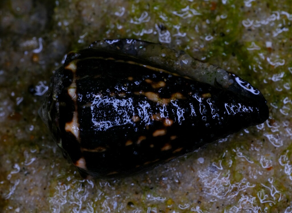 Vermiculate Cone from Sunshine Coast QLD, Australia on November 23 ...