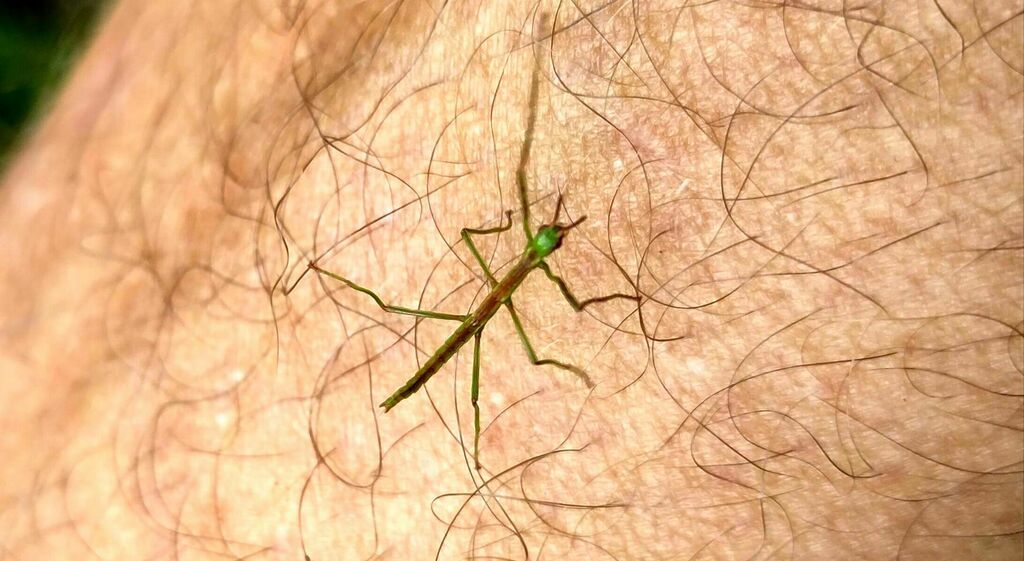 unarmed stick-insect from Marotiri, Nouvelle-Zélande on November 28 ...