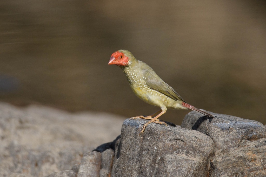 Star Finch from Durack WA 6743, Australia on September 21, 2022 at 09: ...