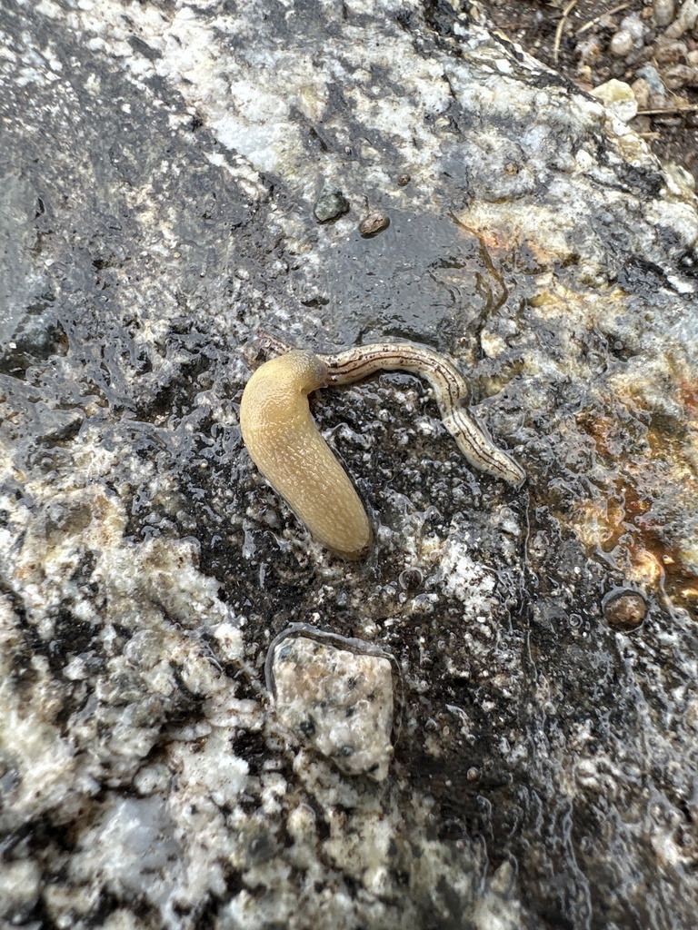 Hedgehog Slug from Kosciuszko National Park, Perisher Valley, NSW, AU ...