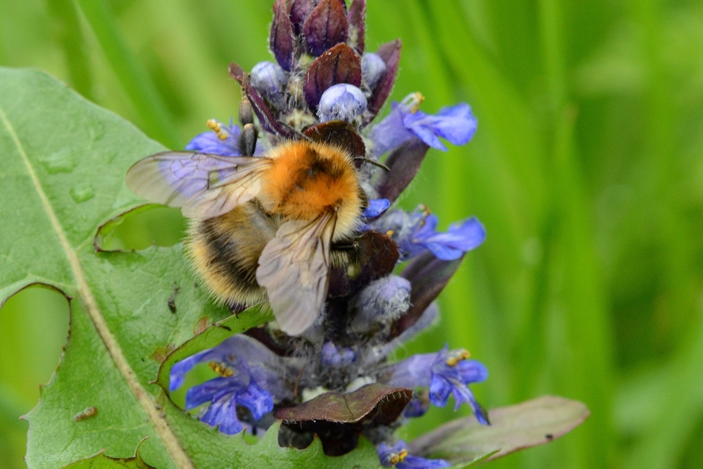 Common Carder Bumble Bee from Przeciszów, Polska on May 4, 2017 at 12: ...