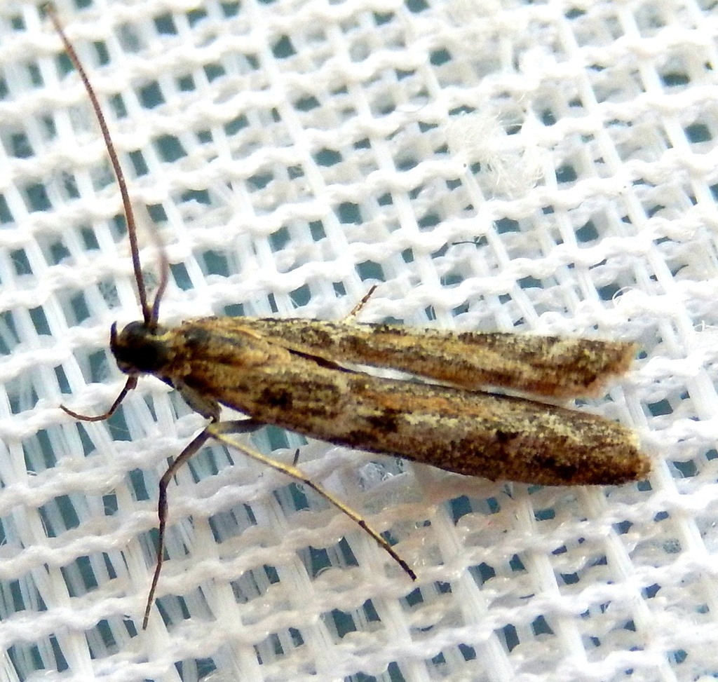 Ernophthora milicha from Sydney NSW, Australia on September 26, 2023 at ...