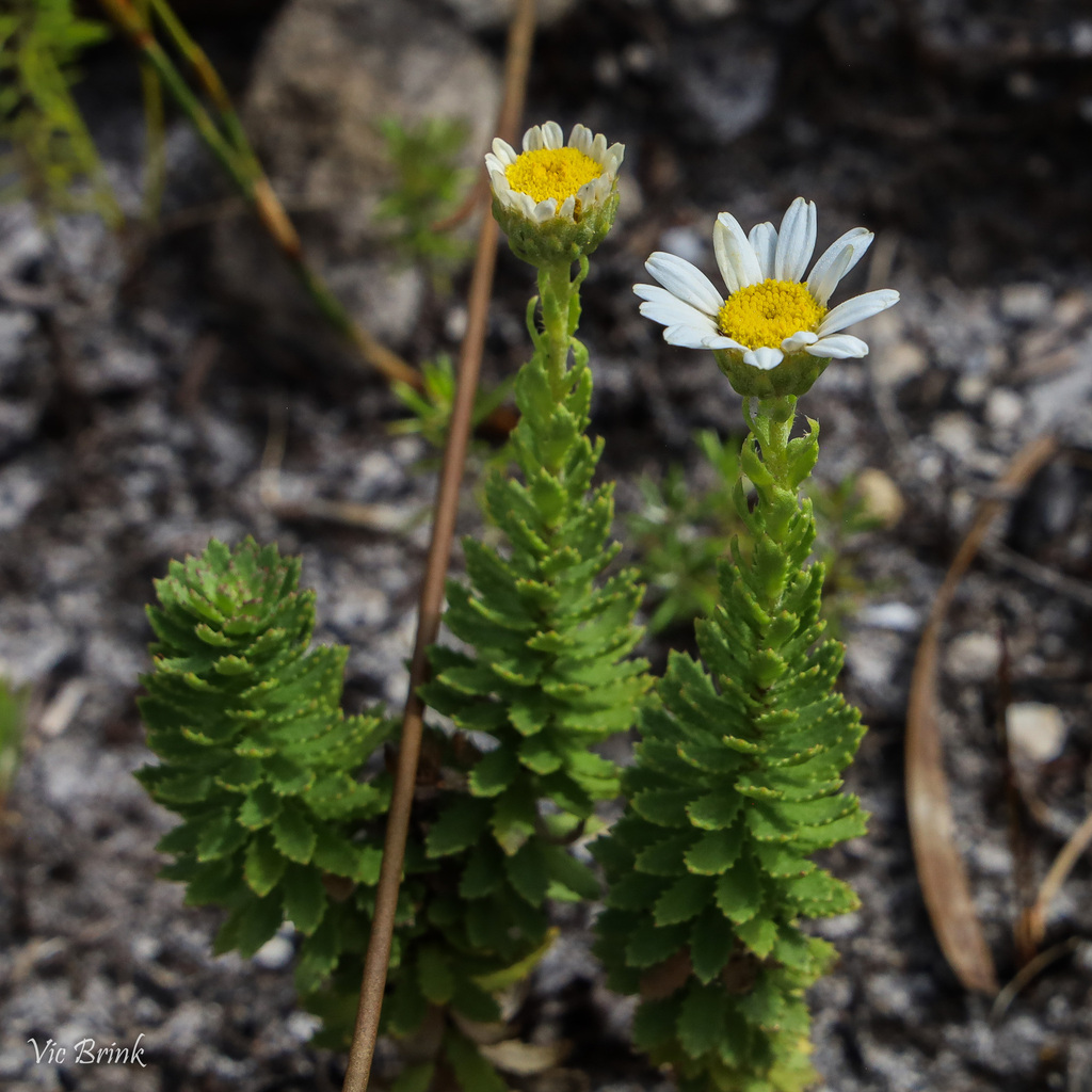 Hairy Swampdaisy from Kleinmond, 7195, South Africa on November 24 ...
