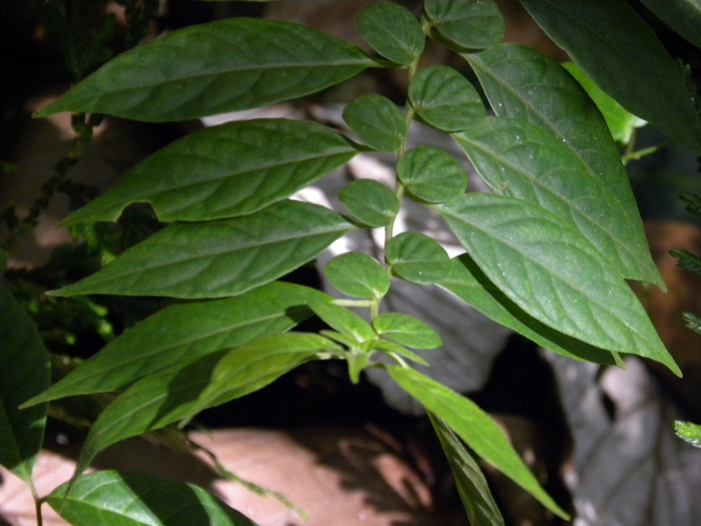 Capsicum dimorphum from Jardín, Antioquia, Colombia on December 1, 2023 ...