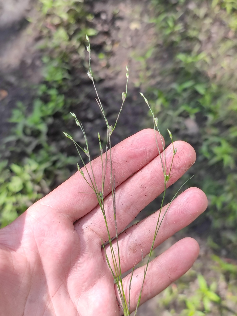 Toad rush from C0 (Шестимирово - запад), Гусь-Хрустальный р-н ...