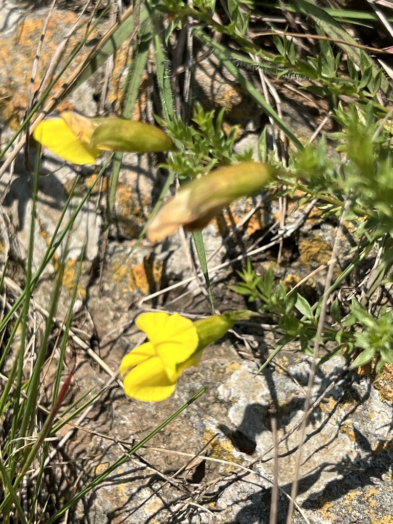 Frilly Pea from Hhohho Region, Eswatini on November 26, 2023 at 01:29 ...